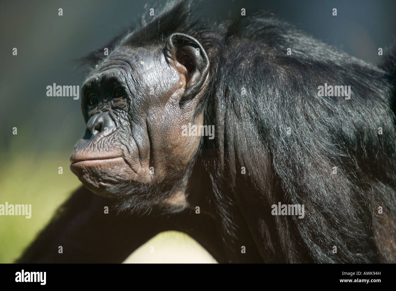 Bonobos San Diego, Zoo California, USA Stock Photo - Alamy