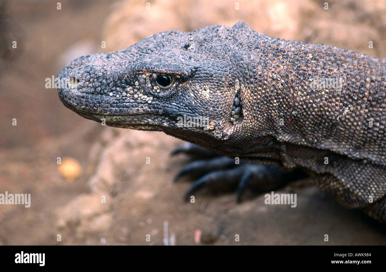Close-up of Komodo dragon (Varanus komodoensis), Komodo Island ...