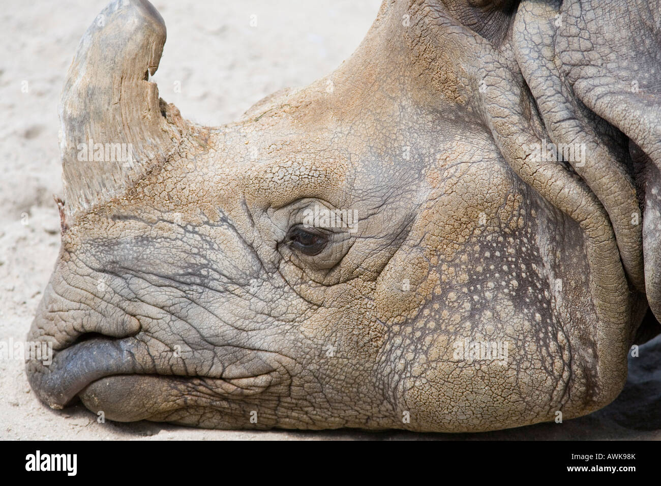 head of a rhino Stock Photo - Alamy