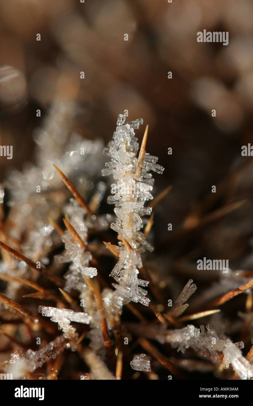 Close up of frost formation that has occurred on spikey conker shell ...