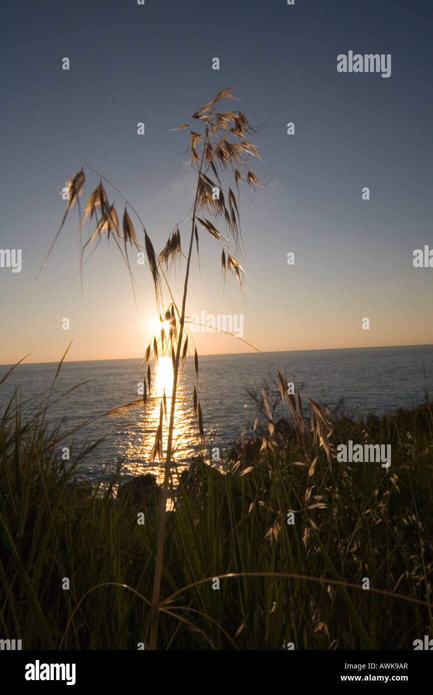 reed at sunset on the beach Stock Photo - Alamy