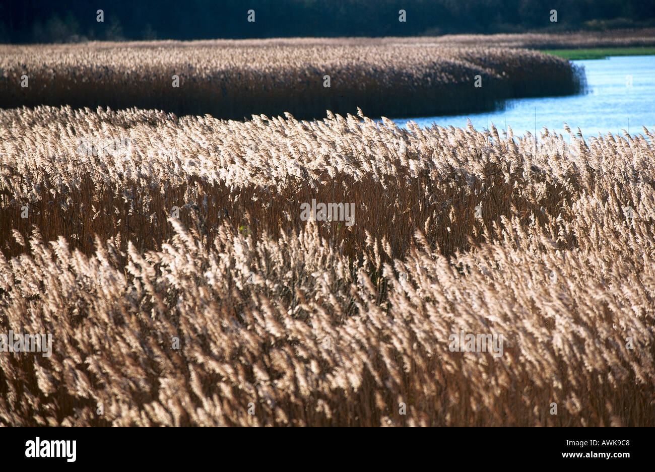 Reed in front of lake, Usedom Island, Germany Stock Photo - Alamy