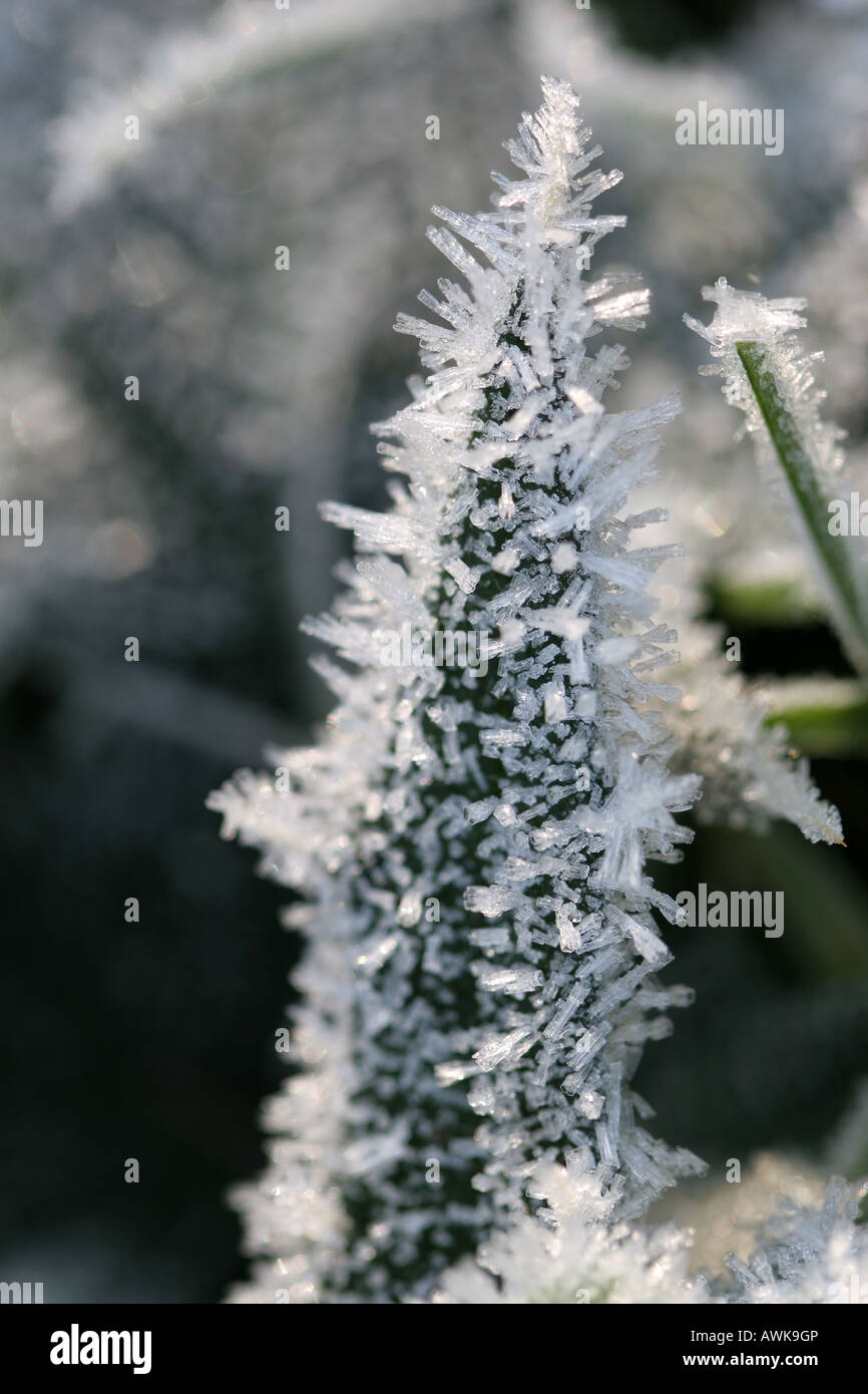 Spikey frozen ice hi-res stock photography and images - Alamy