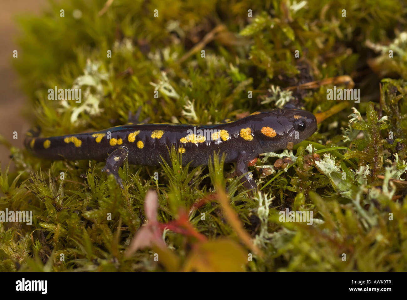 Yellow spotted salamander, Ambystoma maculatum, Minnesota, USA Stock ...