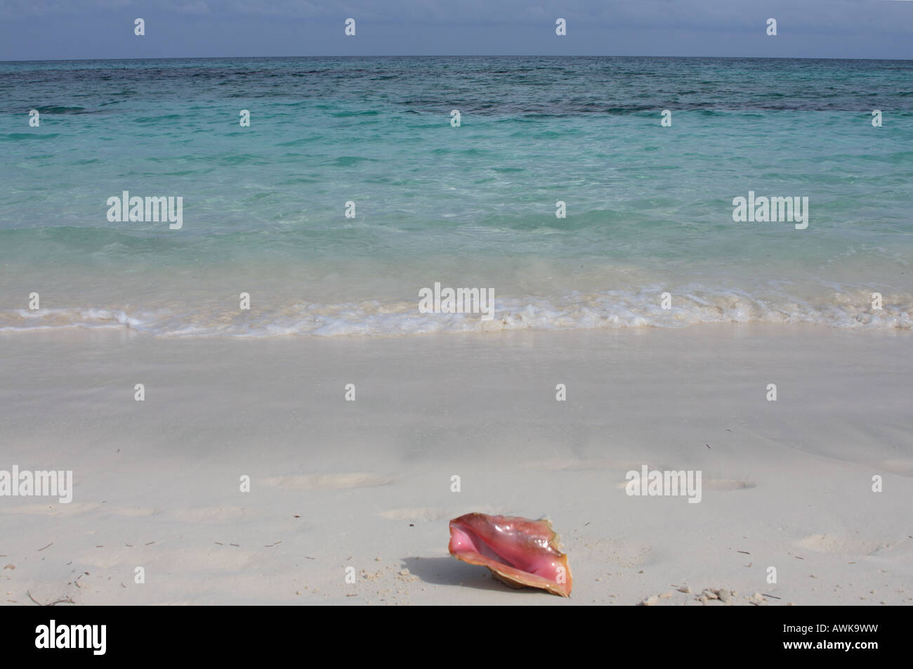 Shell on a sunny beach with clear sea water and white sand Stock Photo ...