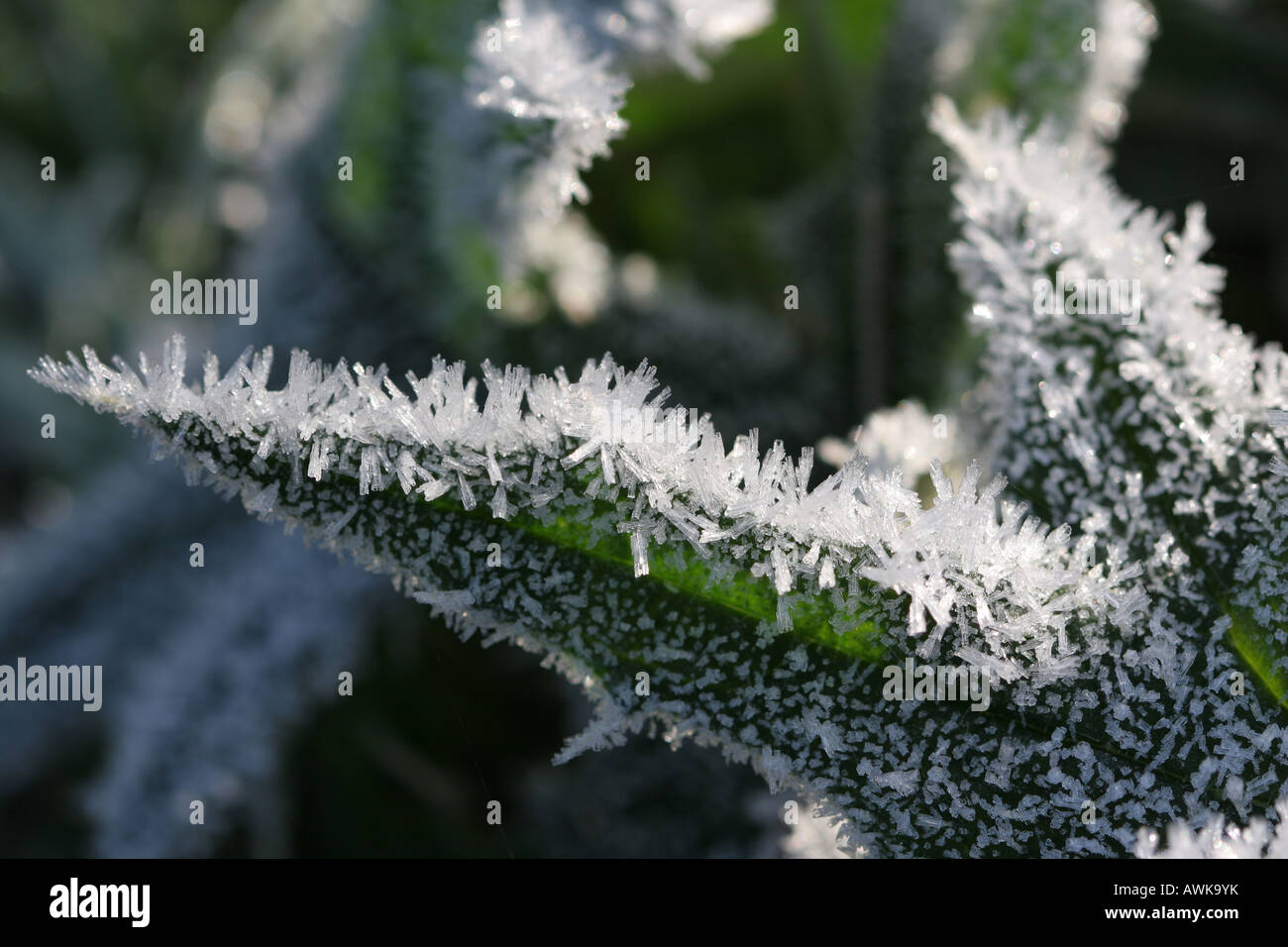 Spikey frozen ice hi-res stock photography and images - Alamy