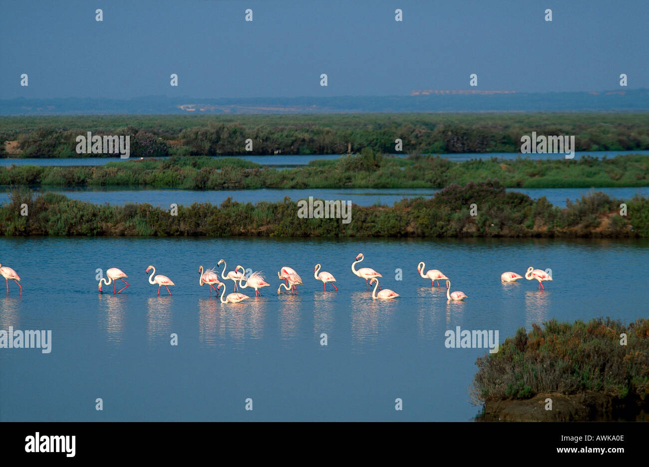 Marisma marisma marisma marisma hi-res stock photography and images - Alamy
