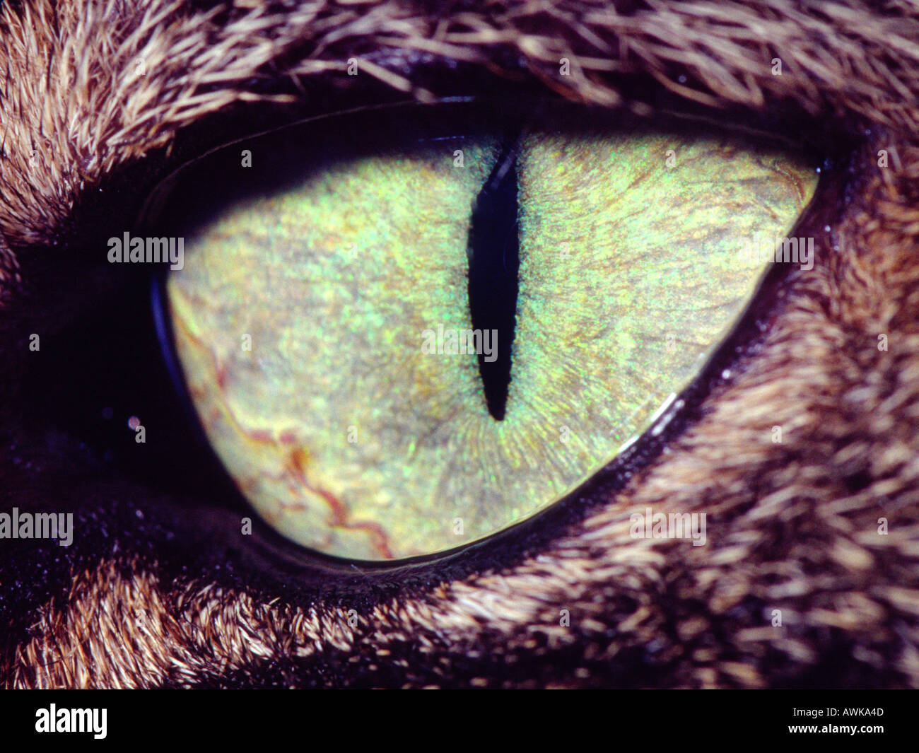 Cat closing eye hi-res stock photography and images - Alamy