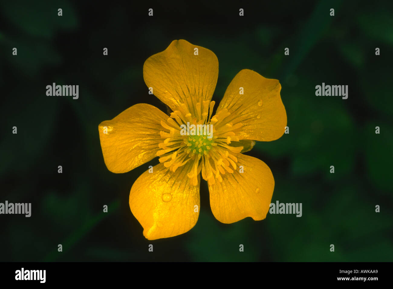 Buttercup genus hi-res stock photography and images - Alamy