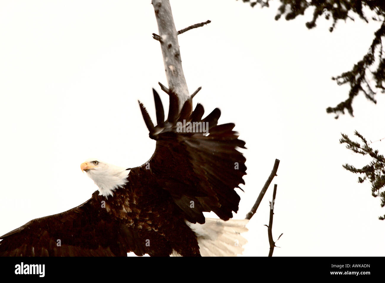 Adult bald eagle taking flight hi-res stock photography and images - Alamy