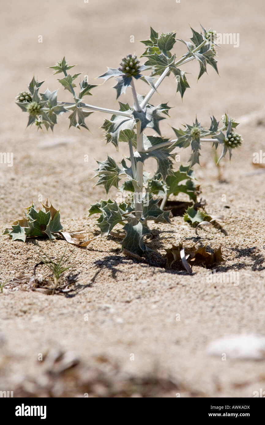 thistle at the beach Stock Photo - Alamy