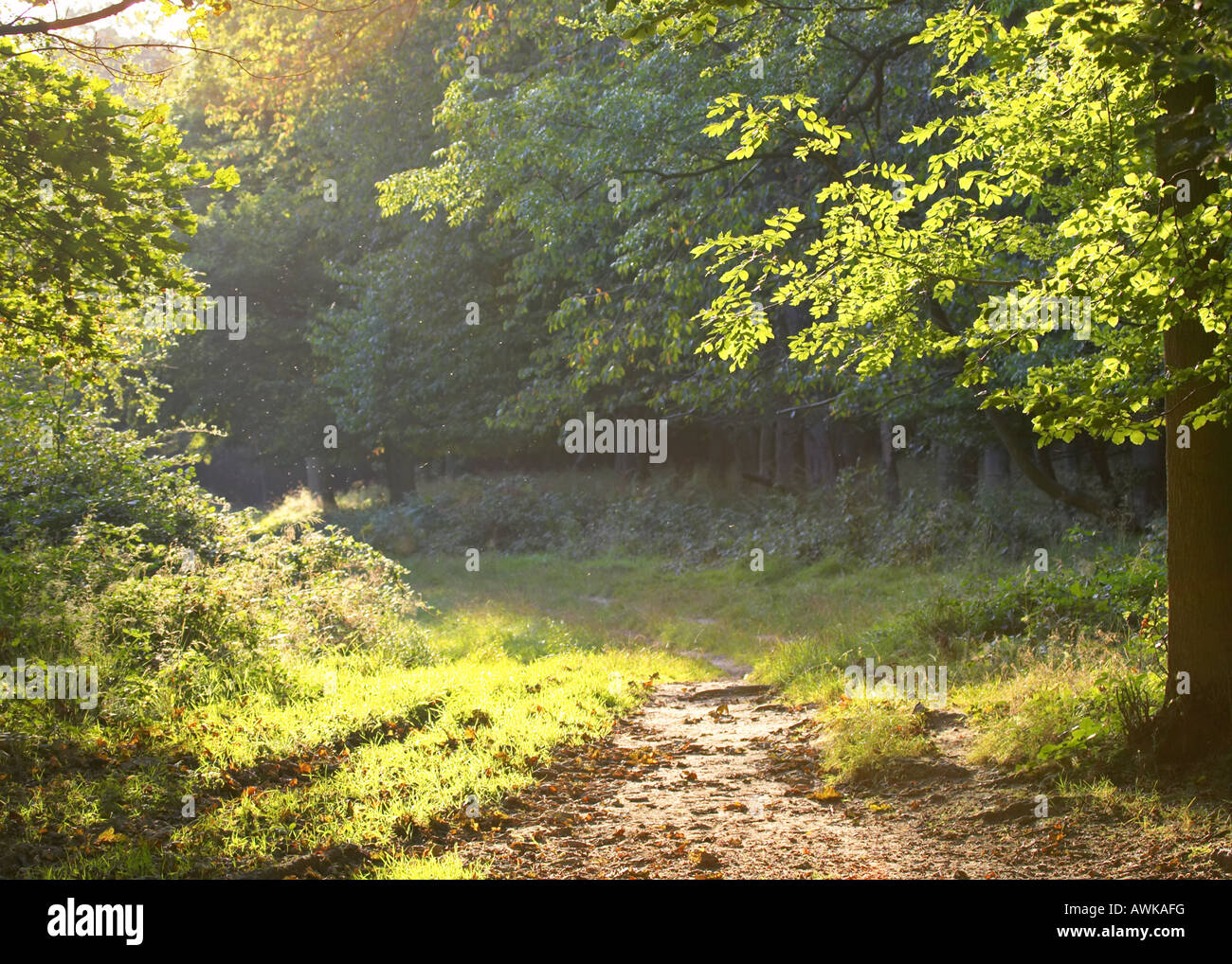 Sunshine in a clearing in a forest Stock Photo - Alamy