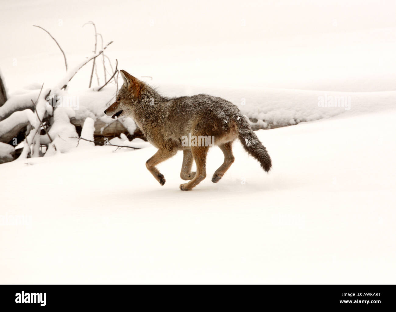 Coyote running hi-res stock photography and images - Alamy