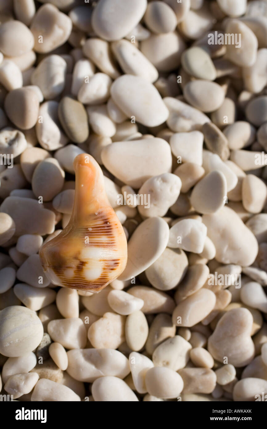 shell at the beach Stock Photo - Alamy