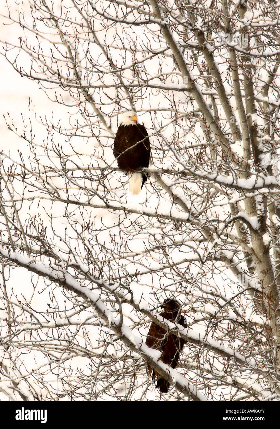 Two Bald Eagle perched in tree Stock Photo - Alamy