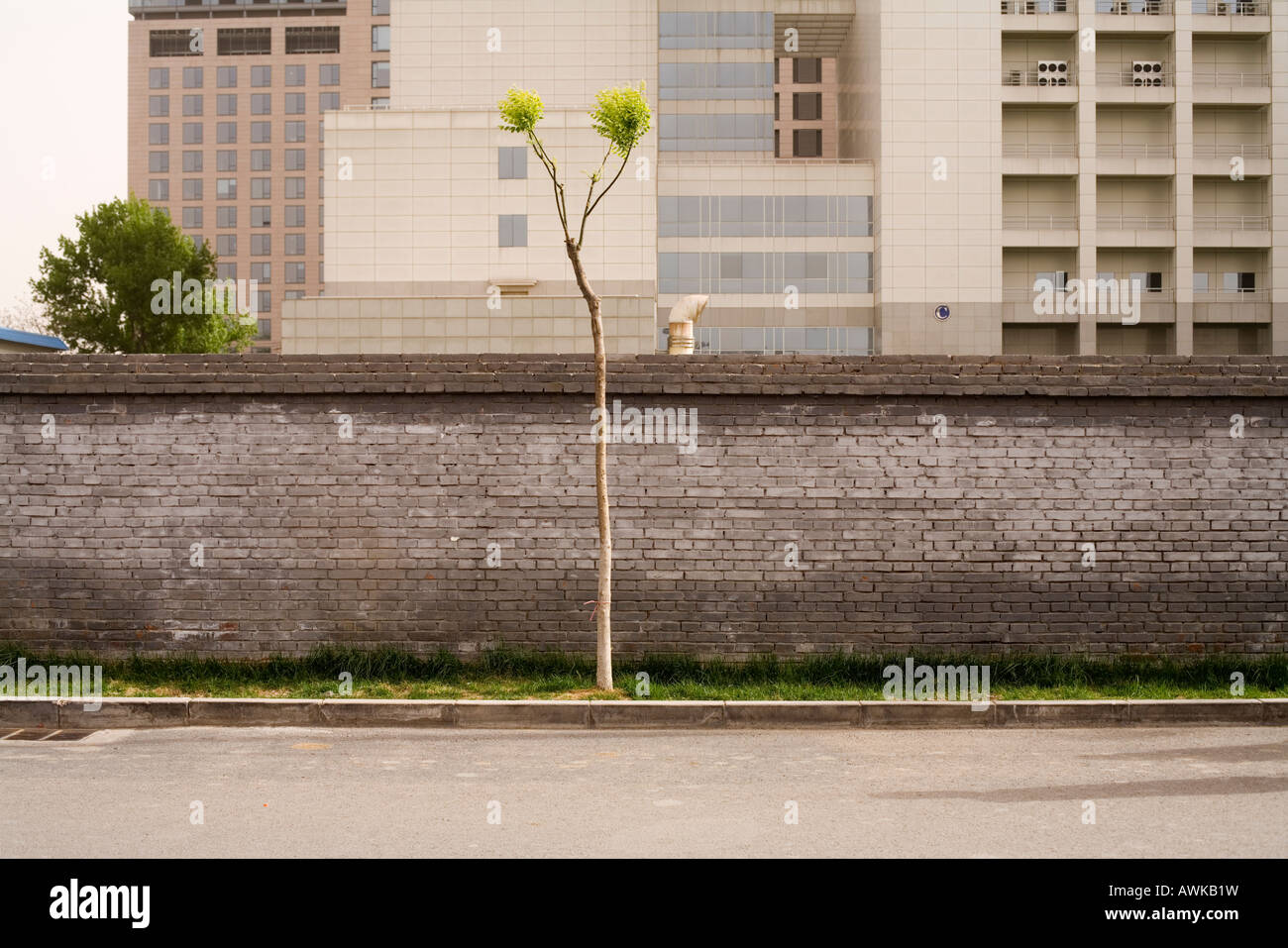 A lone tree, Beijing, The People's Republic of China Stock Photo - Alamy