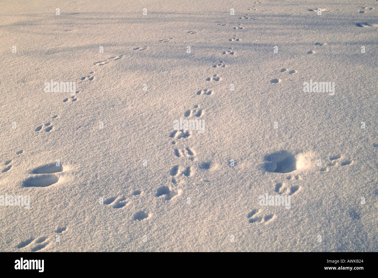 Rabbit tracks in snow hi-res stock photography and images - Alamy