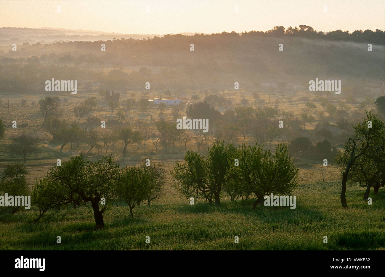 Olive trees in field, Prairie Island, Majorca, Balearic Islands, Spain ...