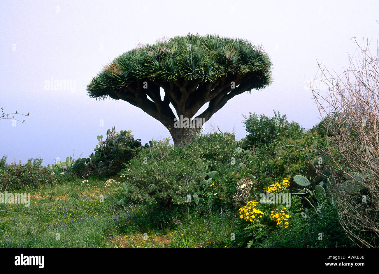 Dragontree hi-res stock photography and images - Alamy