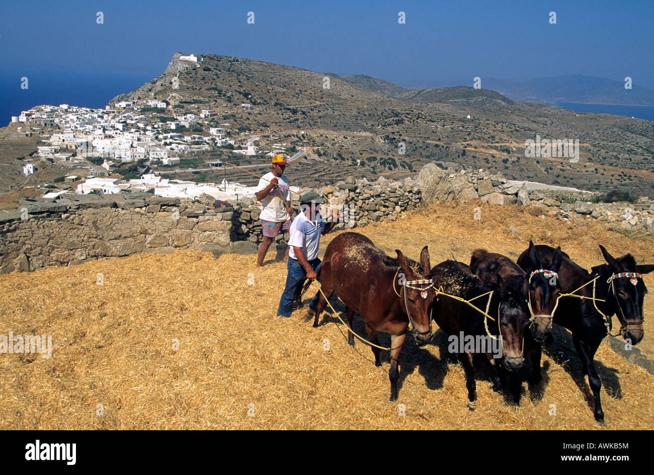 Traditional method of threshing hi-res stock photography and images - Alamy