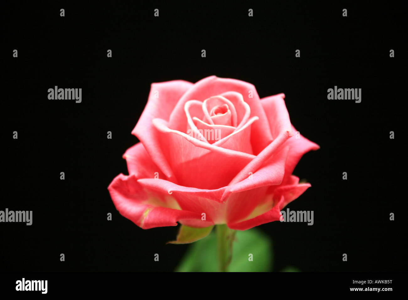 single pink thornless rose bloom in studio with black background Stock ...