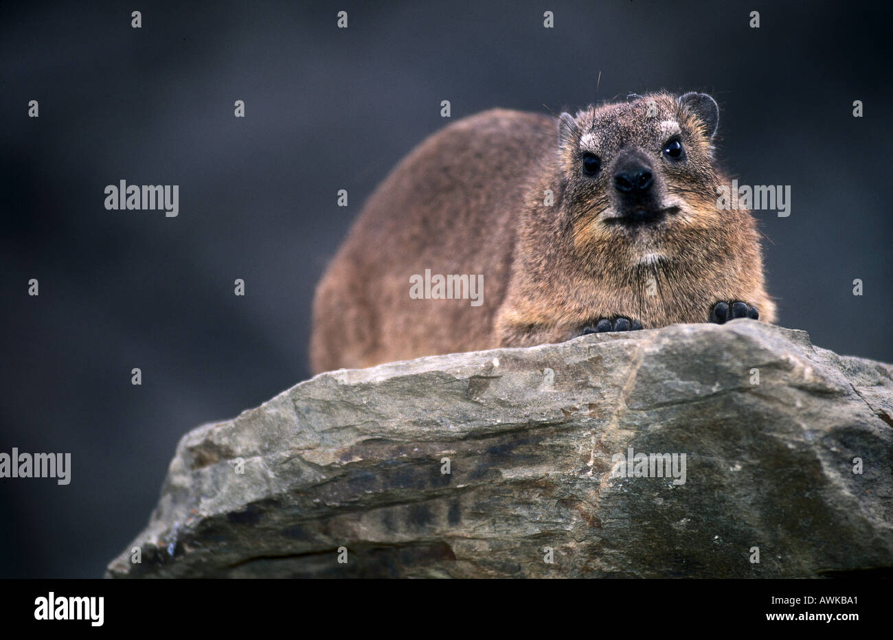 Close-up of Rock hyrax (Procavia capensis) on rock Stock Photo - Alamy