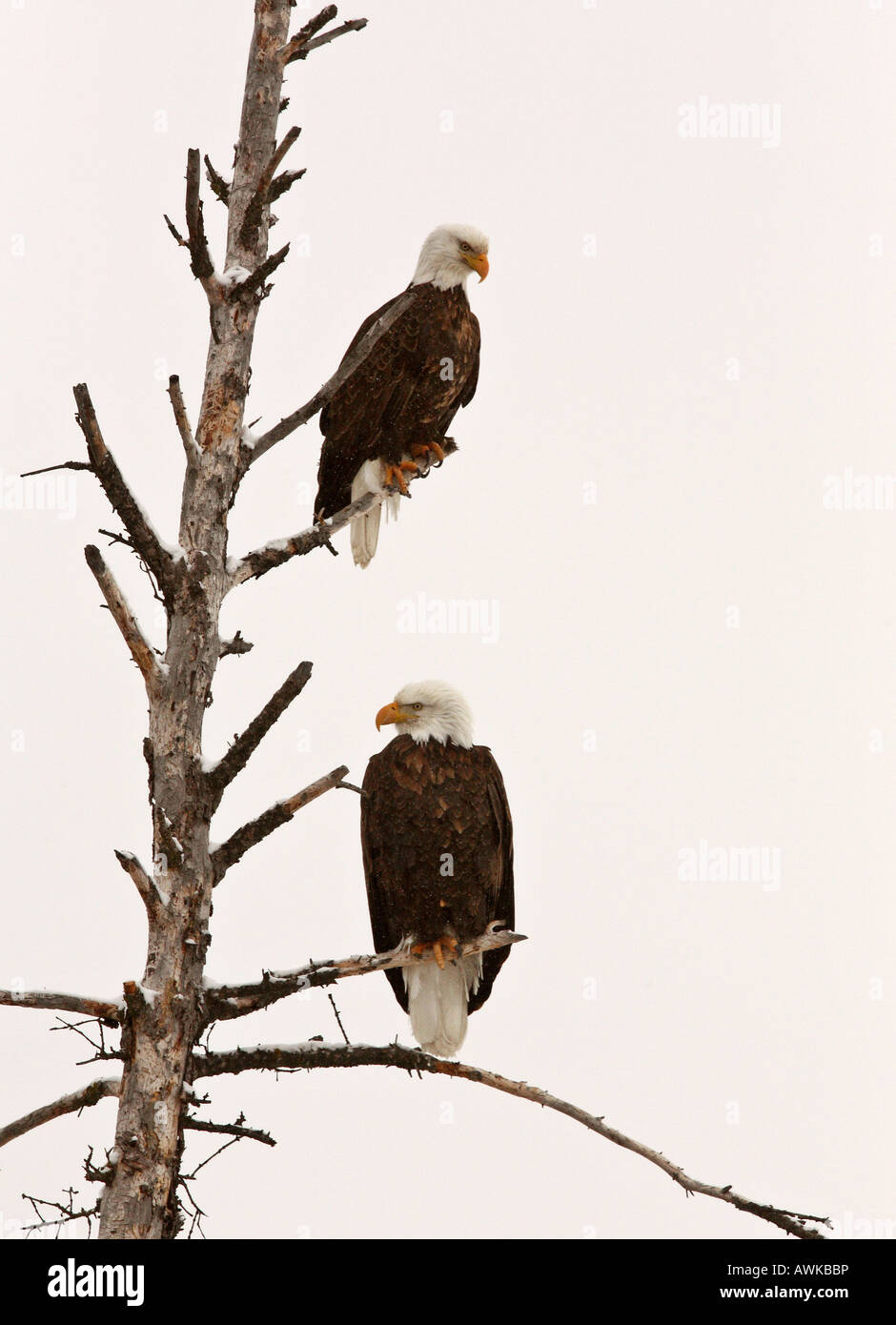 Two bald eagles mature hi-res stock photography and images - Alamy