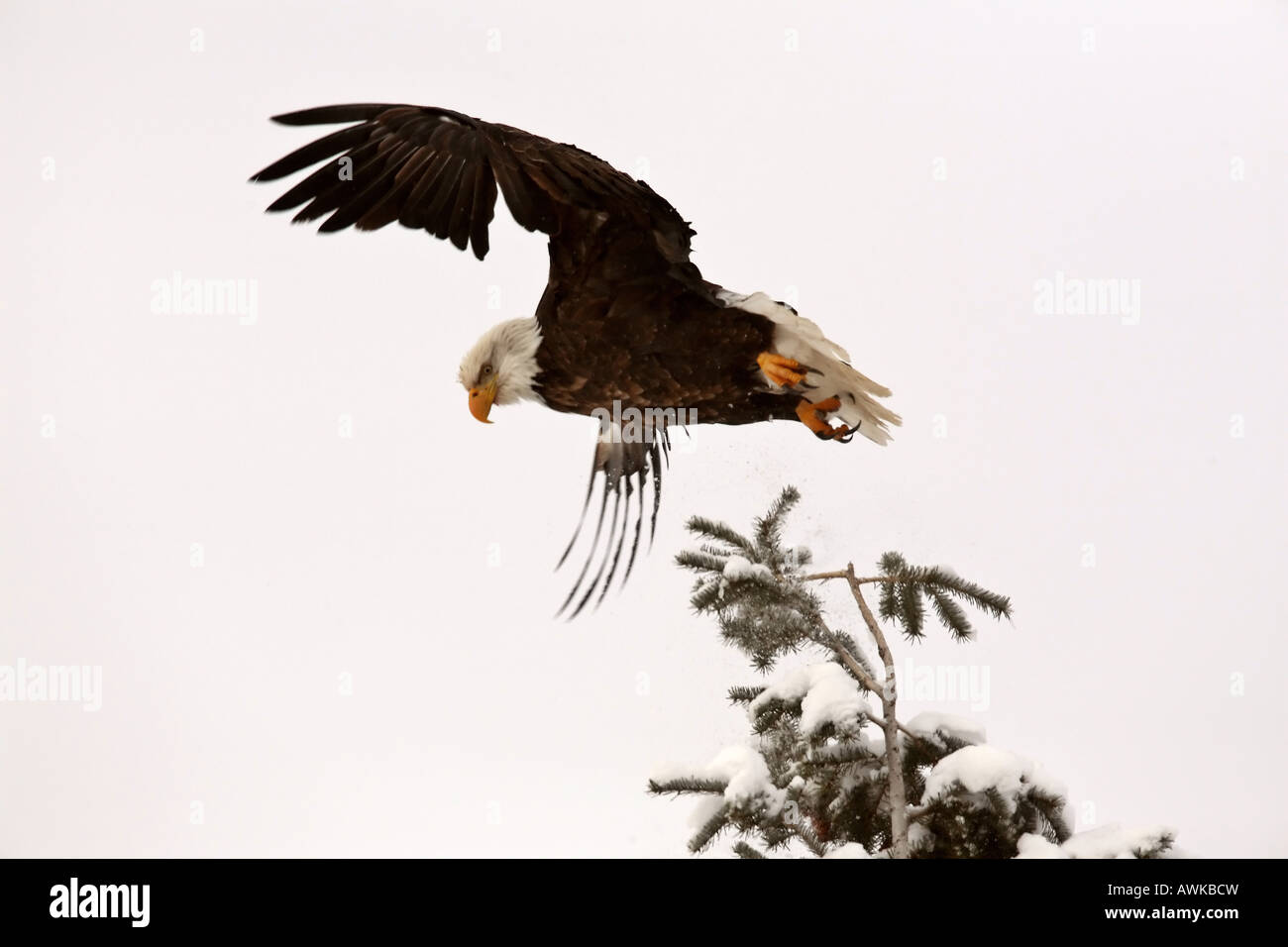 Bald Eagle taking flight from tree Stock Photo - Alamy