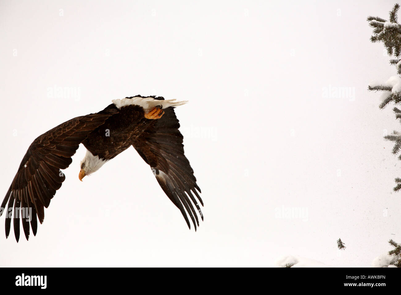 Bald Eagle taking flight from tree Stock Photo - Alamy