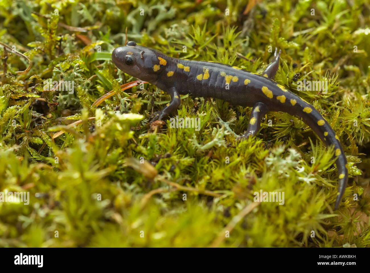 Yellow spotted salamander, Ambystoma maculatum, Sandstone, Minnesota ...