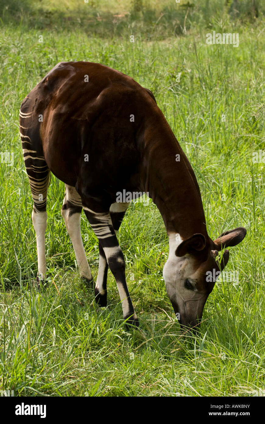 Africa okapi hi-res stock photography and images - Alamy