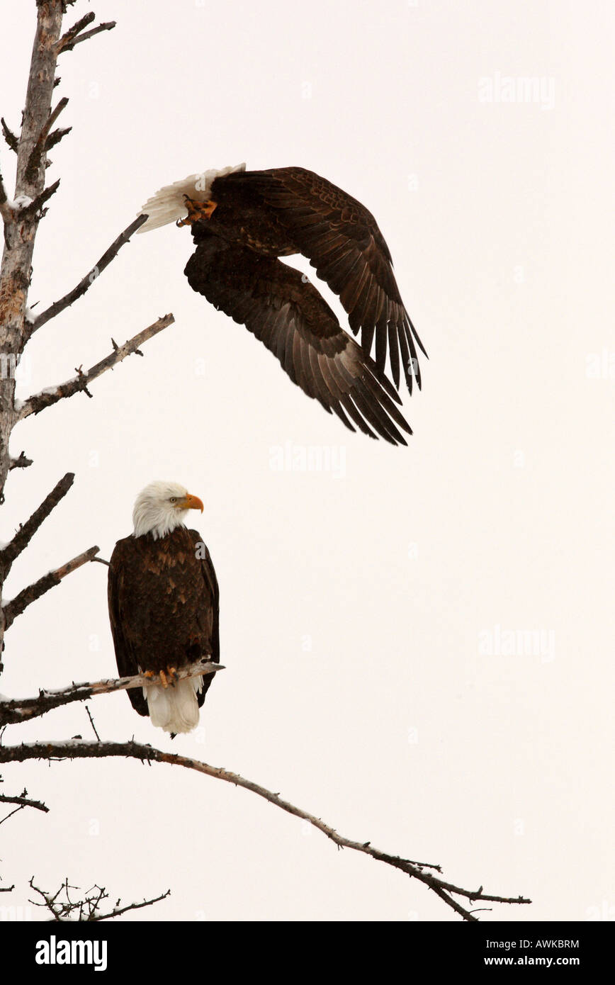 Bald eagle flying from tree hi-res stock photography and images - Alamy
