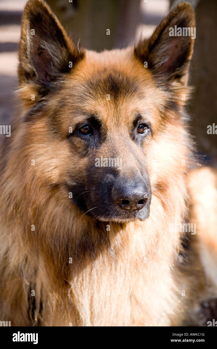 Beautiful old german shepherd hi-res stock photography and images - Alamy