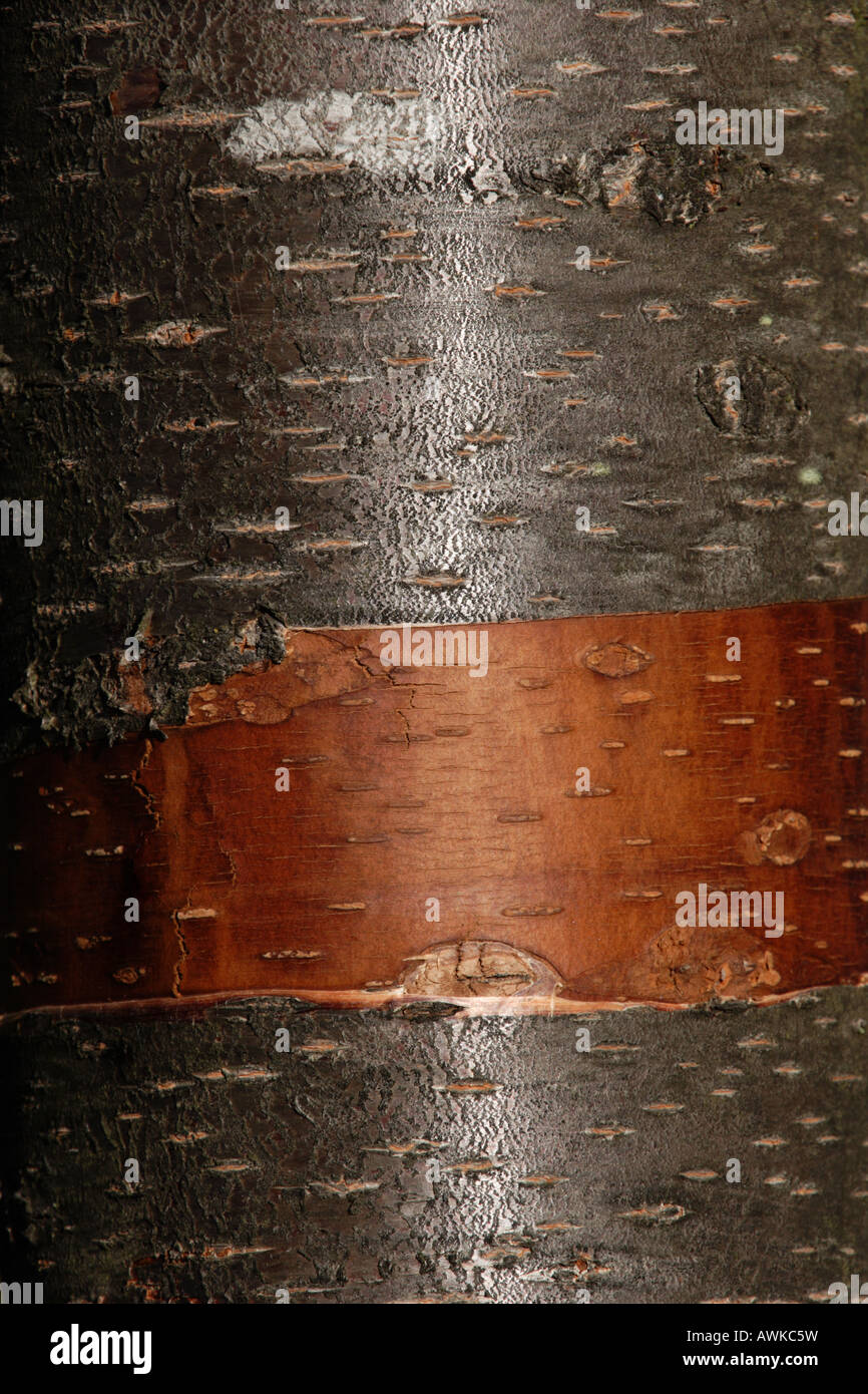 Stripped bark on the trunk of a cherry tree Stock Photo - Alamy