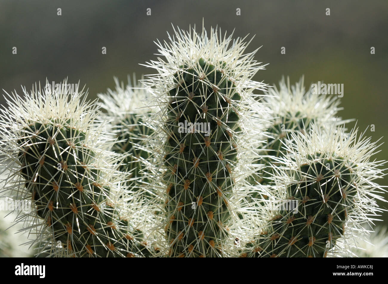 Closeup of backlit Cholla cactus spines Stock Photo - Alamy