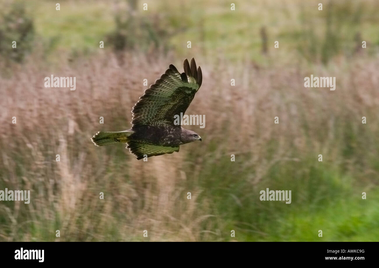 Common Buzzard in flight, UK Stock Photo - Alamy