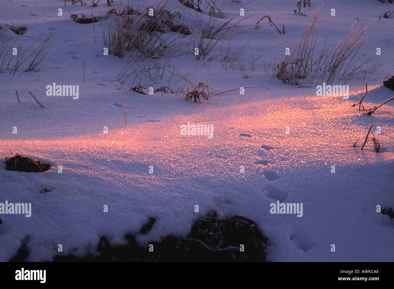 Sheep tracks in snow on North York Moors, glowing pink where ...