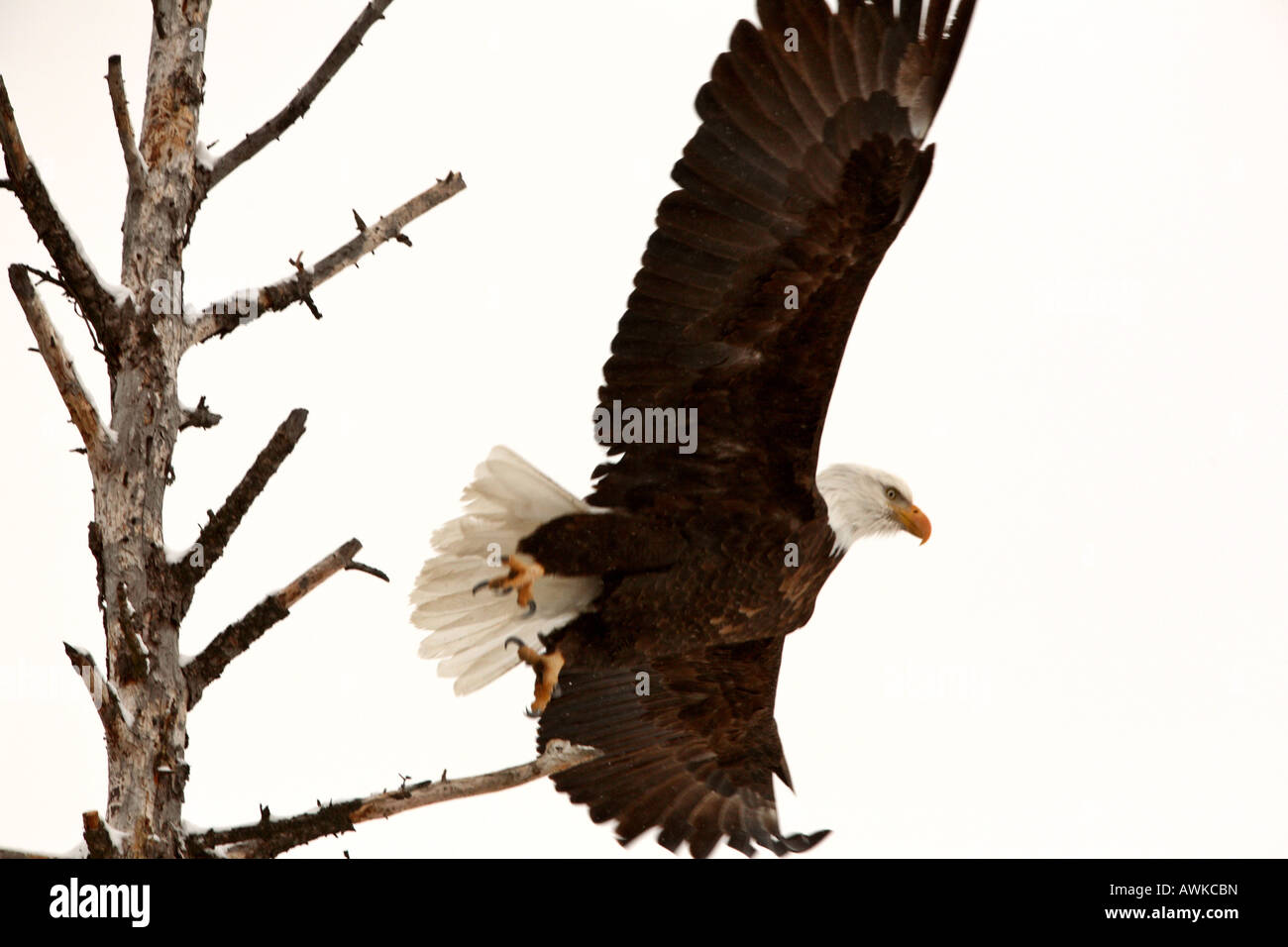 Adult bald eagle taking flight hi-res stock photography and images - Alamy