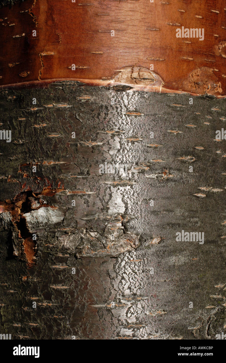 Peeling cherry tree bark hi-res stock photography and images - Alamy