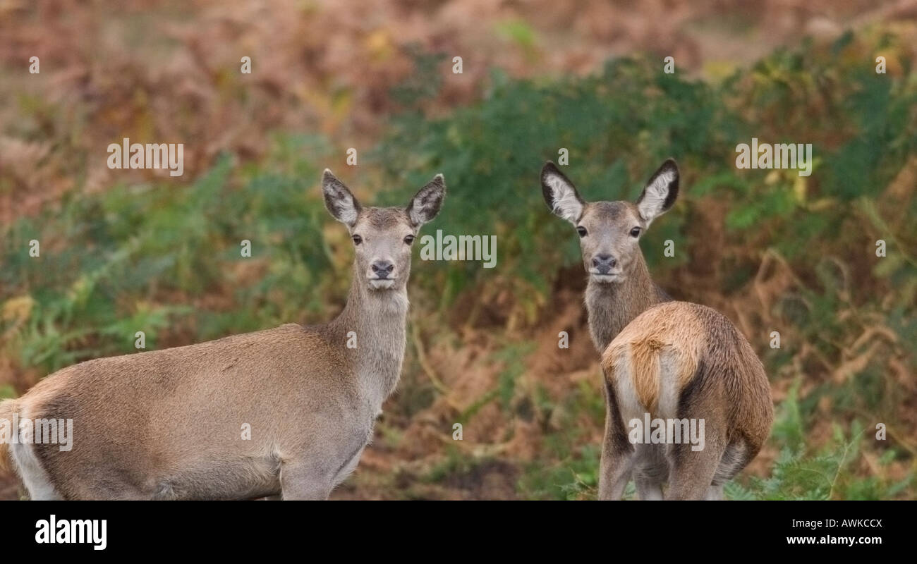 Red Deer hinds, UK, autumn Stock Photo - Alamy