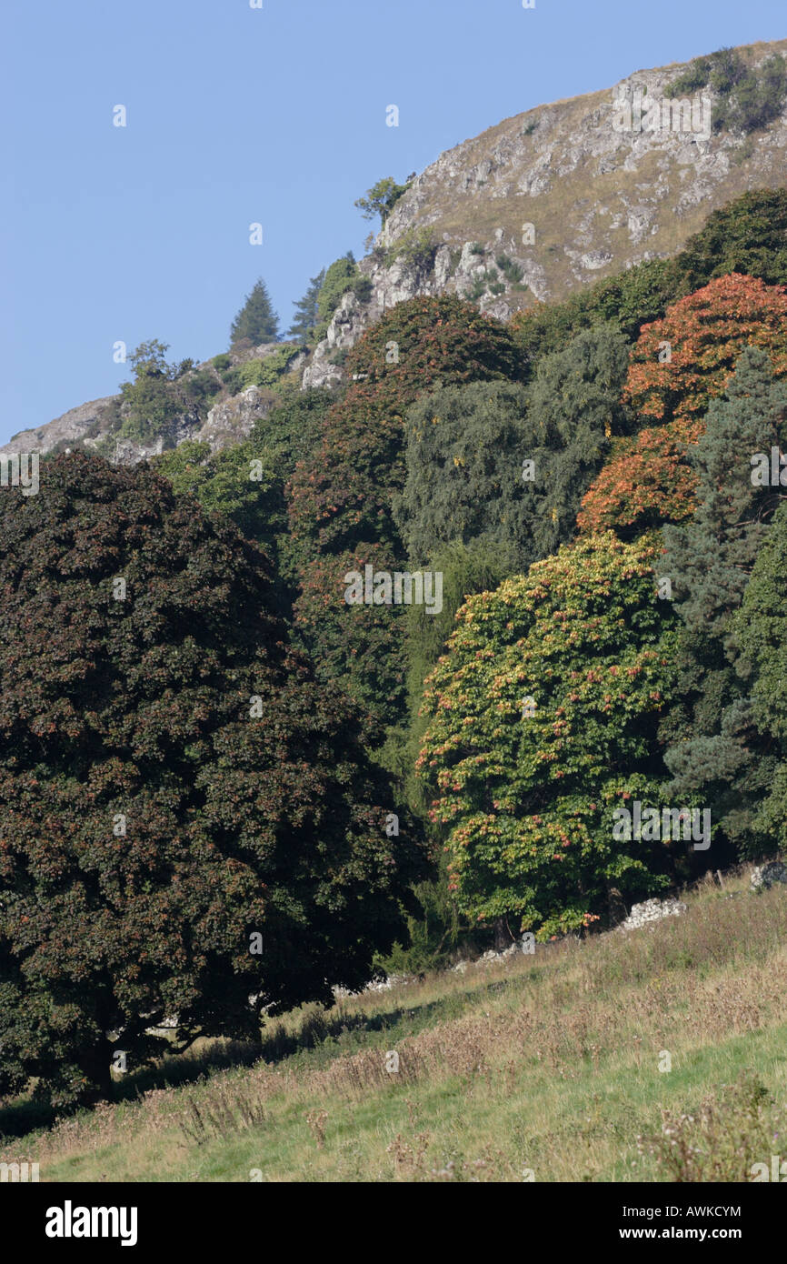 A mix of broadleaf and conifer trees with the first few leaves turning ...