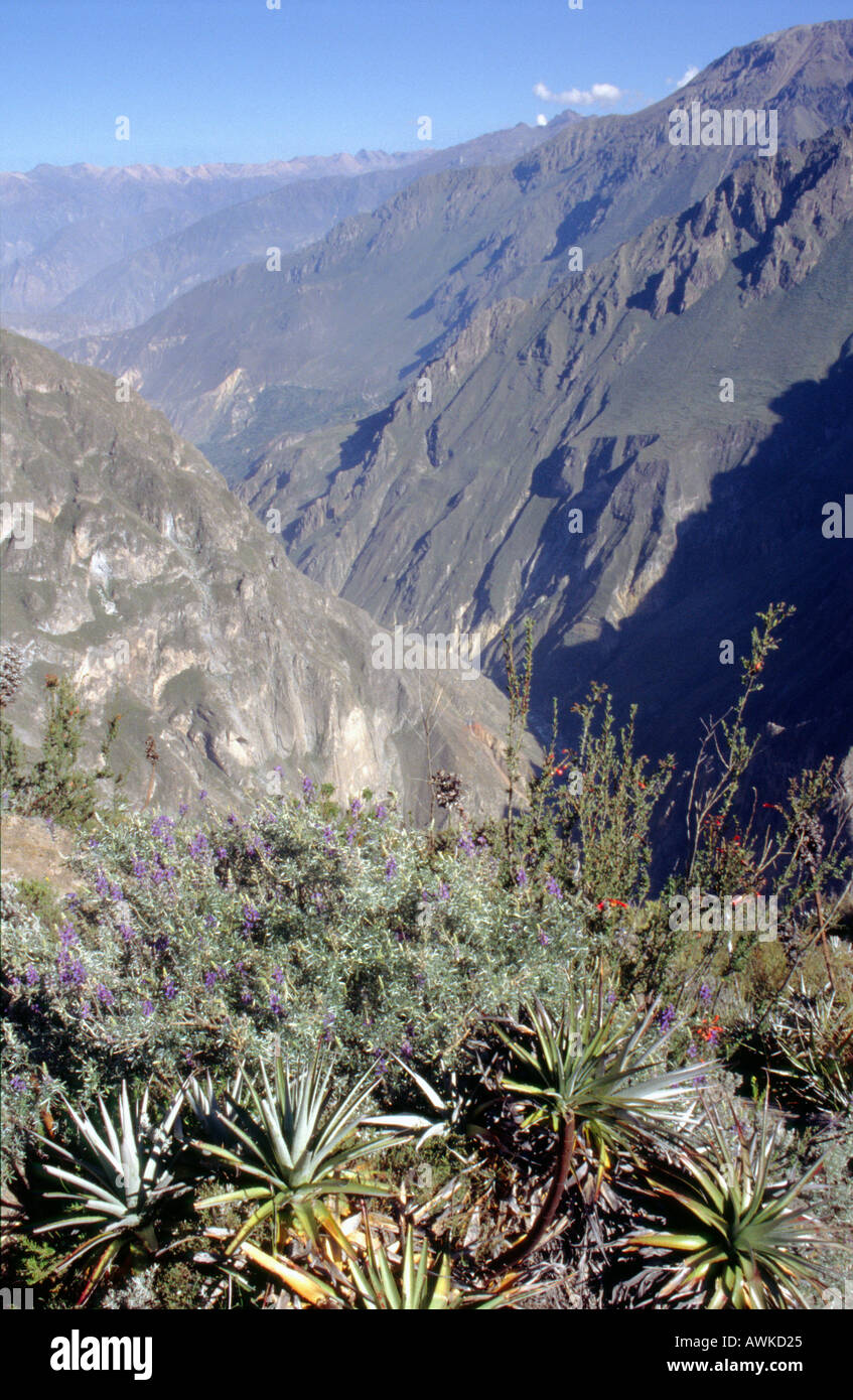The Colca Canyon in Peru Stock Photo - Alamy