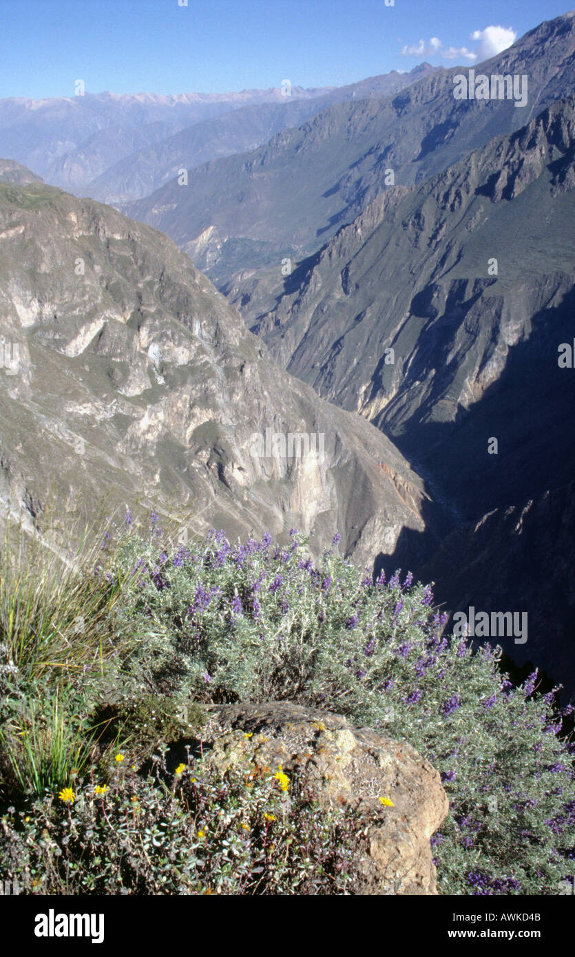 The Colca Canyon in Peru Stock Photo - Alamy
