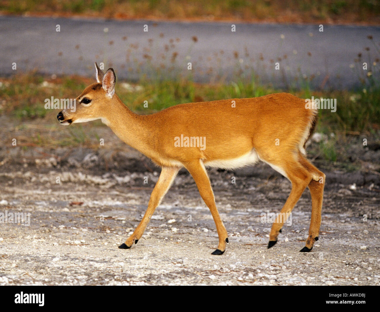 Wild deer key odocoileus hi-res stock photography and images - Alamy