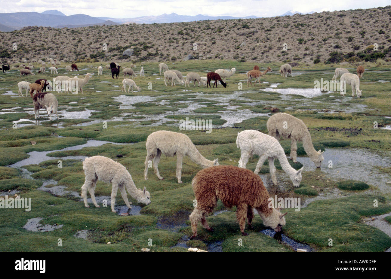 Peru colca canyon llamas hi-res stock photography and images - Alamy