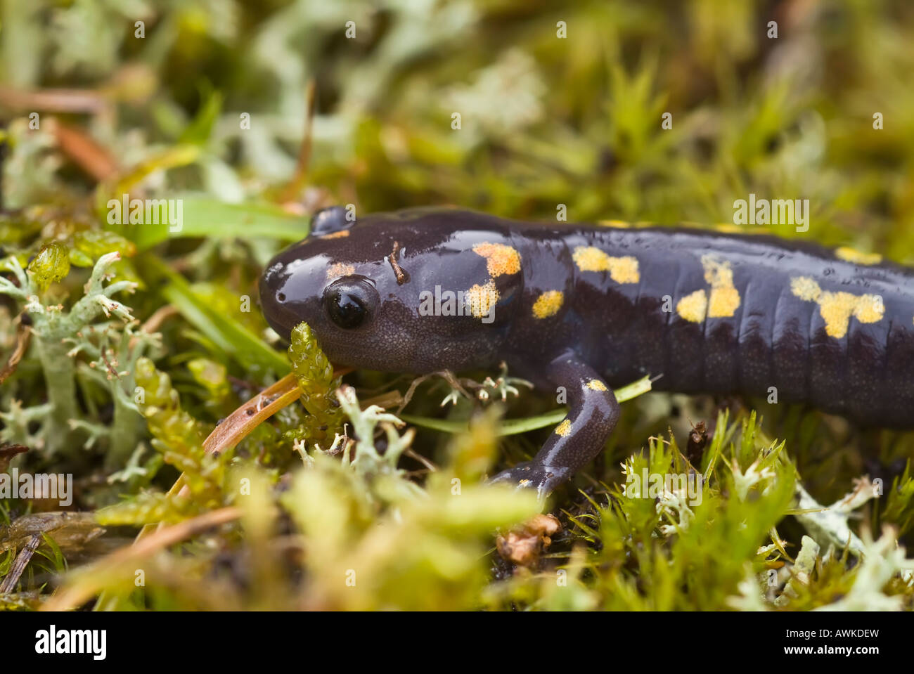Yellow spotted salamander, Ambystoma maculatum, Minnesota, USA Stock ...