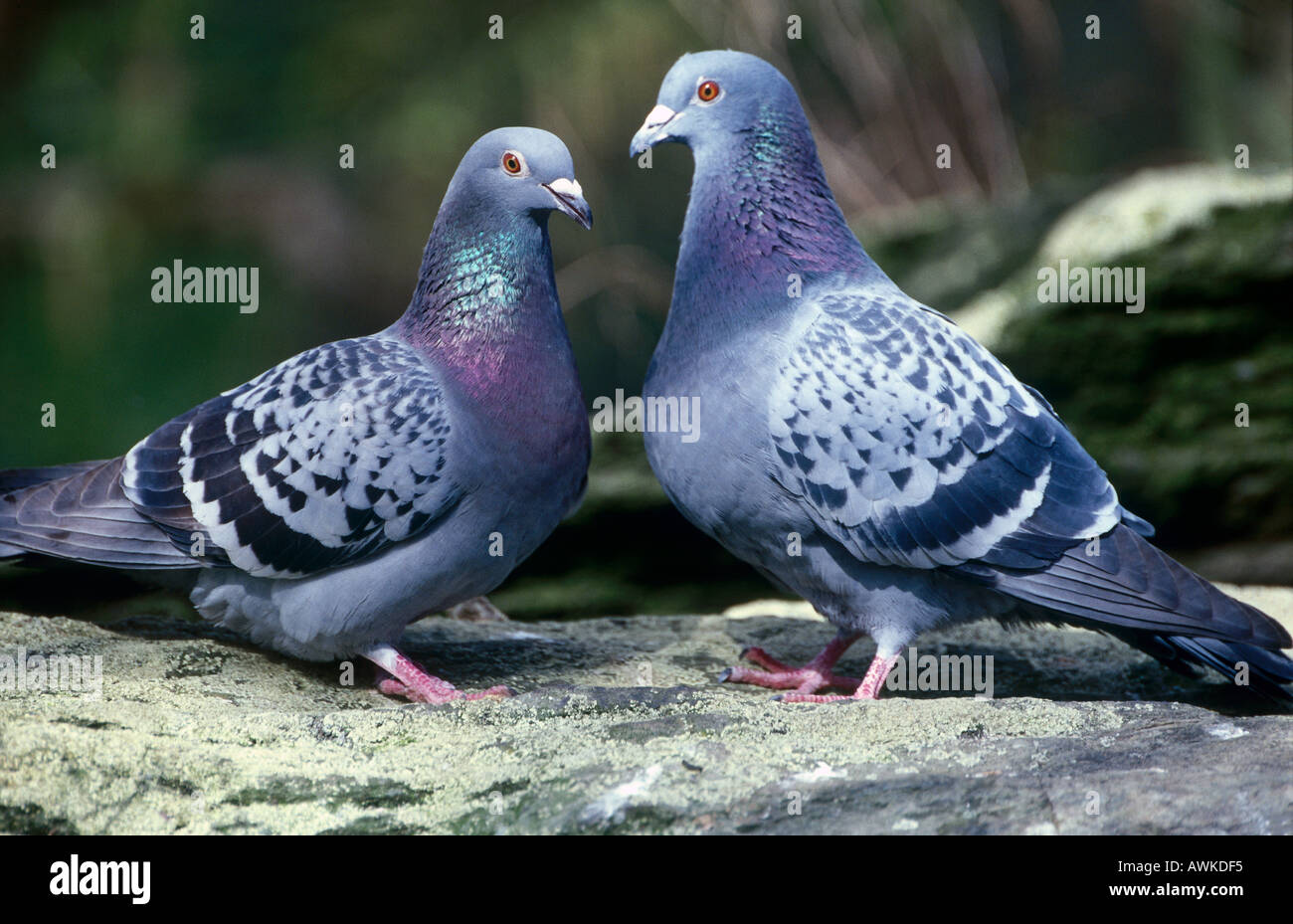 Pair of doves hi-res stock photography and images - Alamy