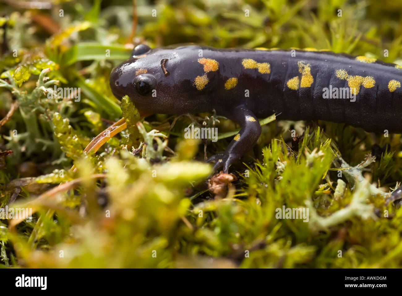 Yellow spotted salamander, Ambystoma maculatum, Minnesota, USA Stock ...