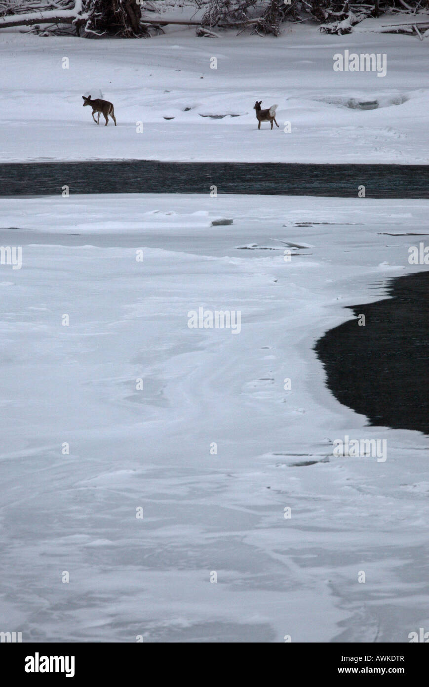 Open water in winter Stock Photo - Alamy