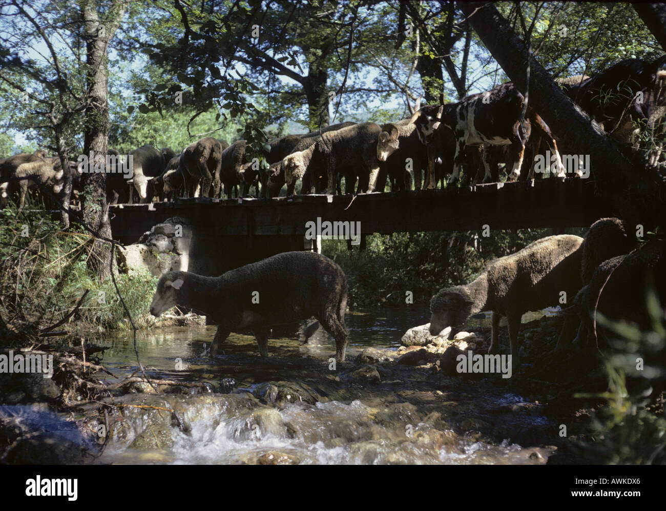 Sheep crossing river near Bargemon, during Transhumance journey ...